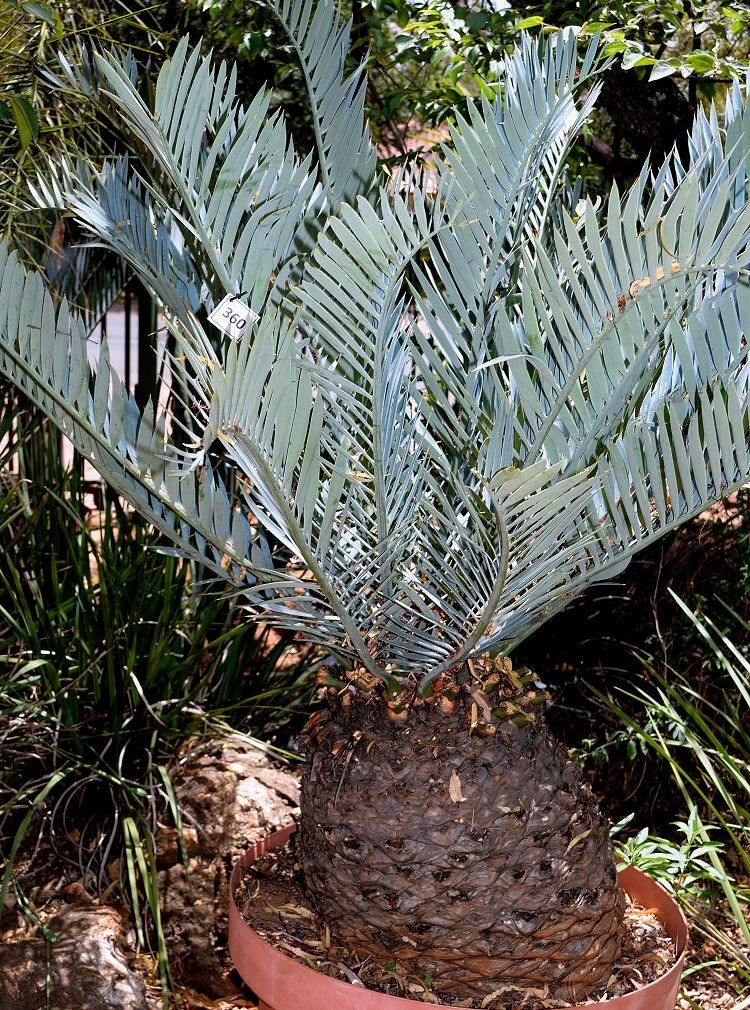 Africa Cycads - Cycad Shop