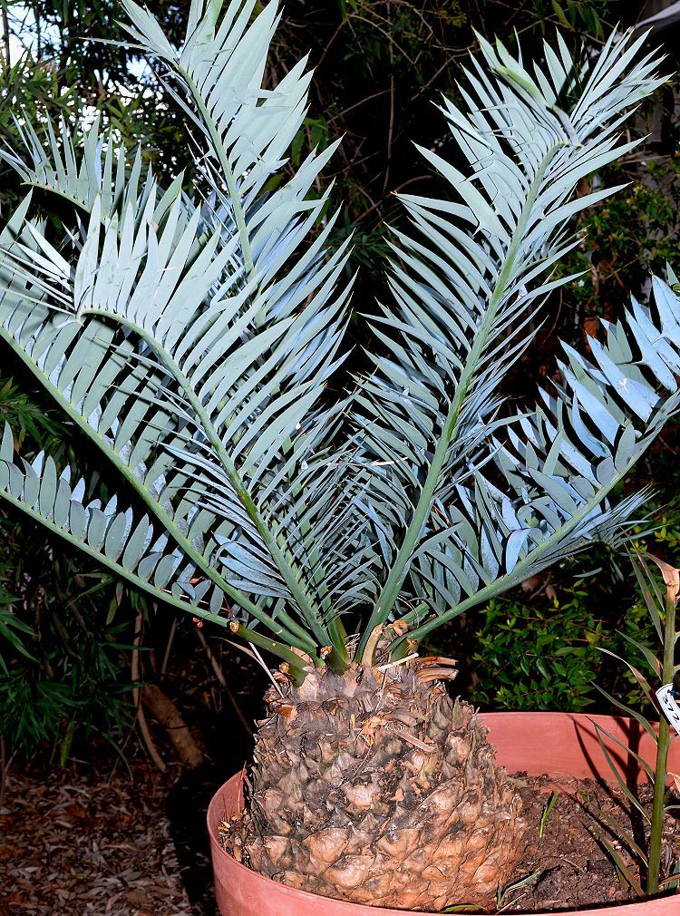 Africa Cycads - E. trispinosus